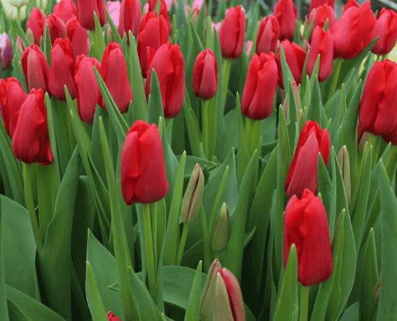 Projecten - Cool Construct